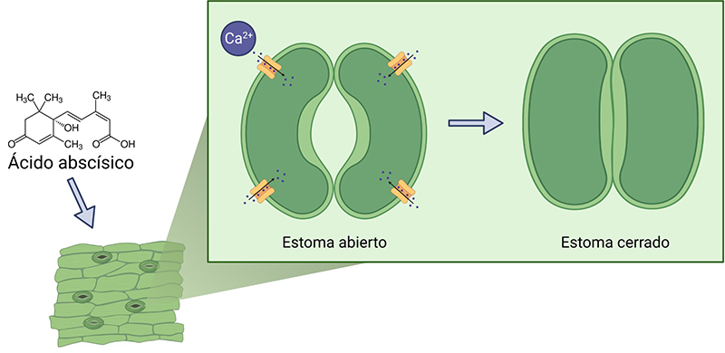 ¿Por qué debería de interesarte el ácido abscísico?